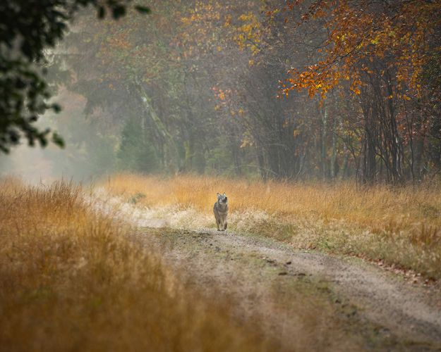 Det mener Dyrenes Beskyttelse om ulve i Danmark | Dyrenes Beskyttelse